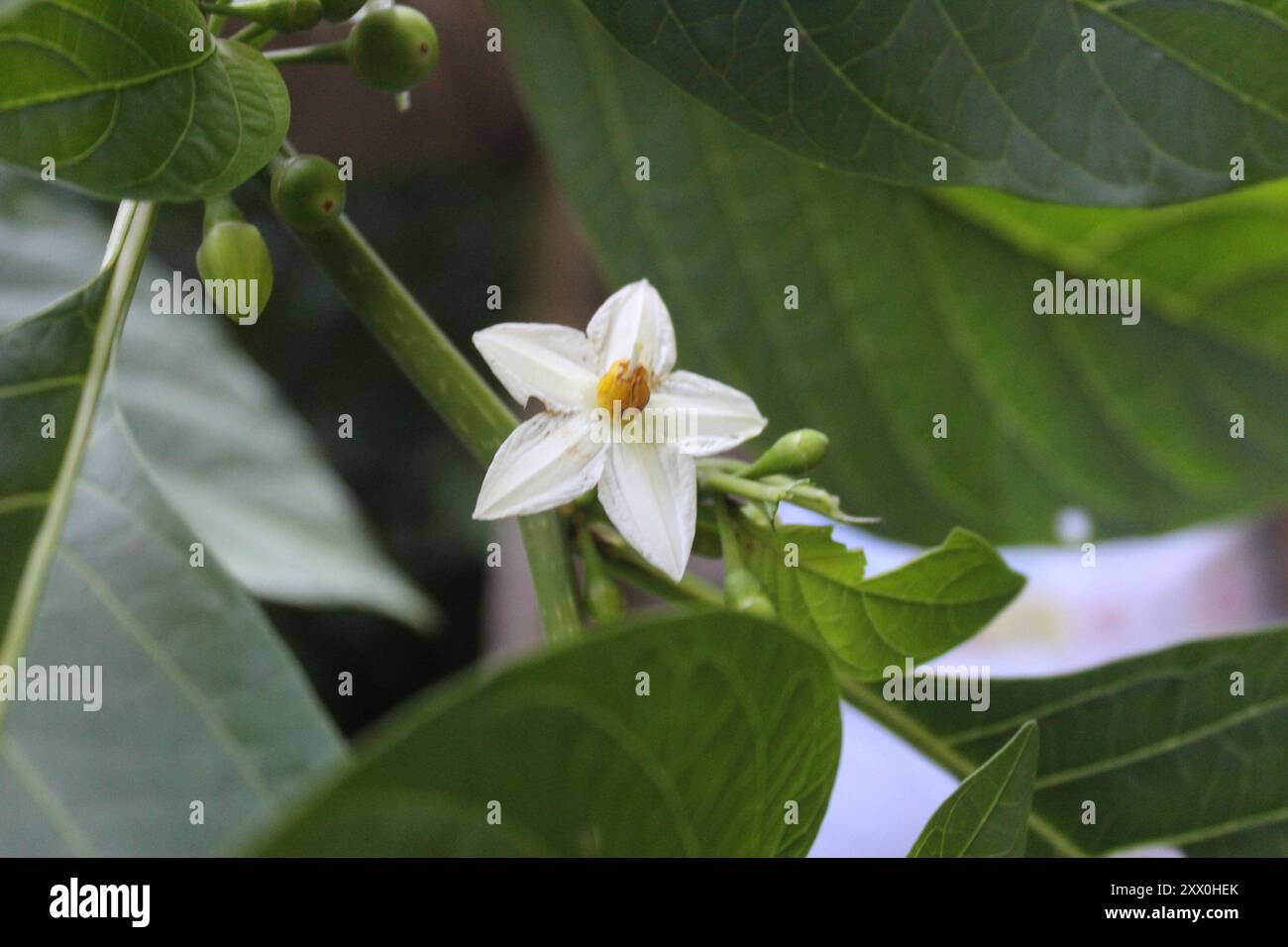 nightshades and allies (Solanoideae) Plantae Stock Photo - Alamy