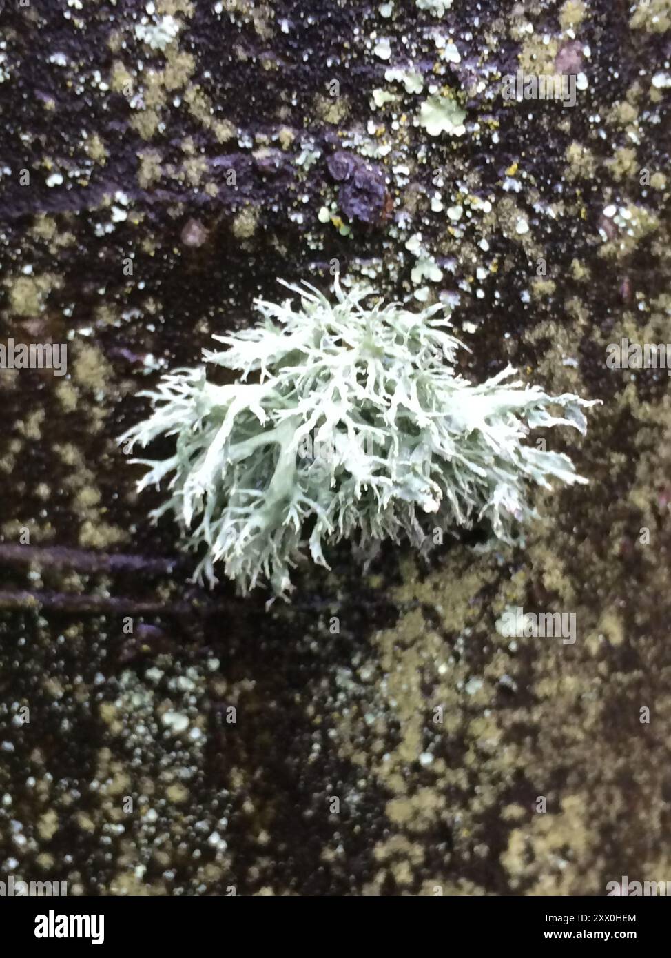 bushy lichens (Ramalina) Fungi Stock Photo - Alamy