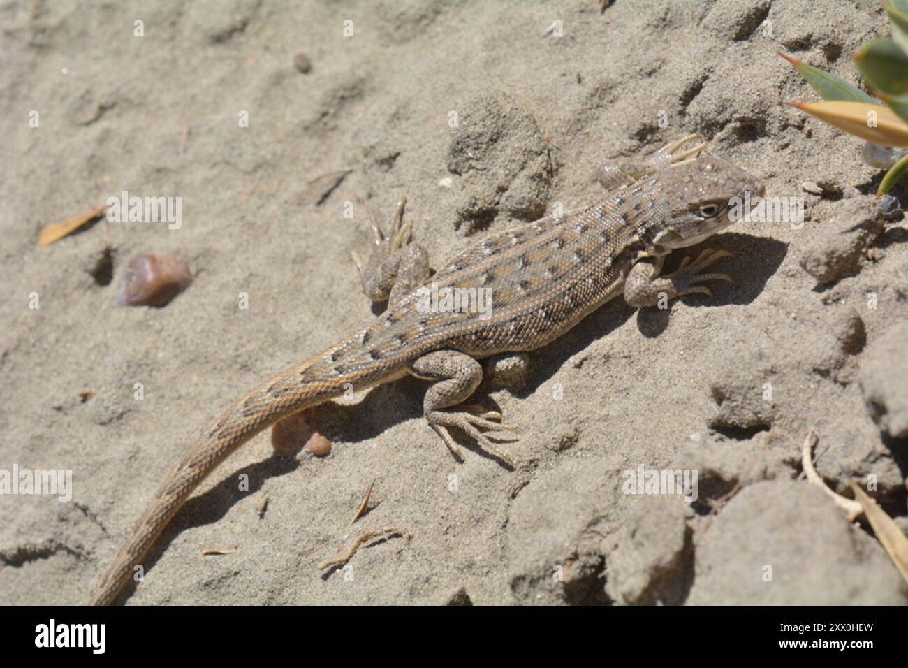 Bahia Blanca Smooth-throated Lizard (Liolaemus darwinii) Reptilia Stock ...