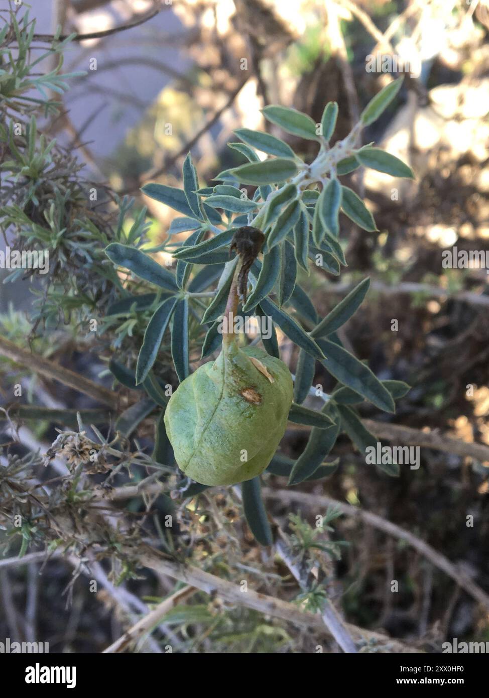 Bladderpod (Cleomella arborea) Plantae Stock Photo - Alamy