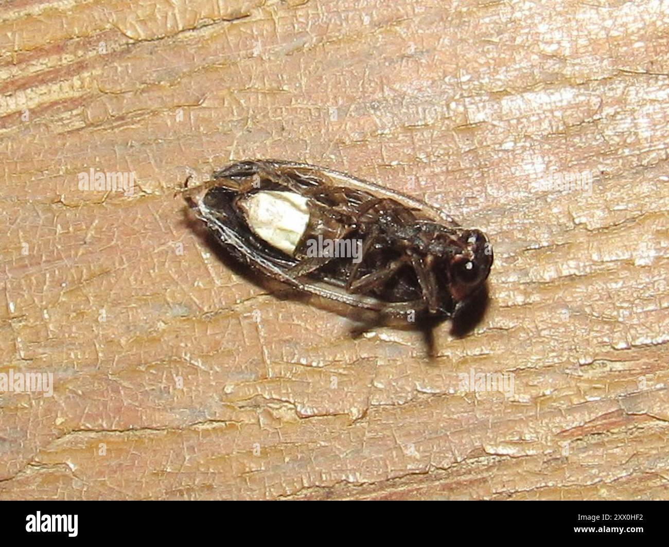 typical fireflies (Lampyrinae) Insecta Stock Photo - Alamy