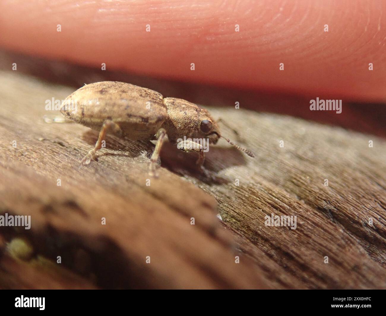 Clover root weevil (Sitona lepidus) Insecta Stock Photo - Alamy