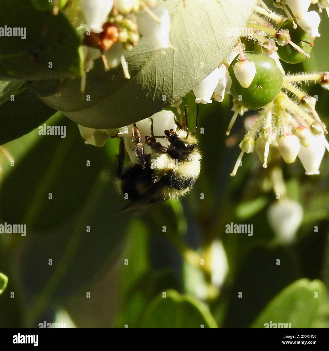 Black-tailed Bumble Bee (Bombus melanopygus) Insecta Stock Photo - Alamy