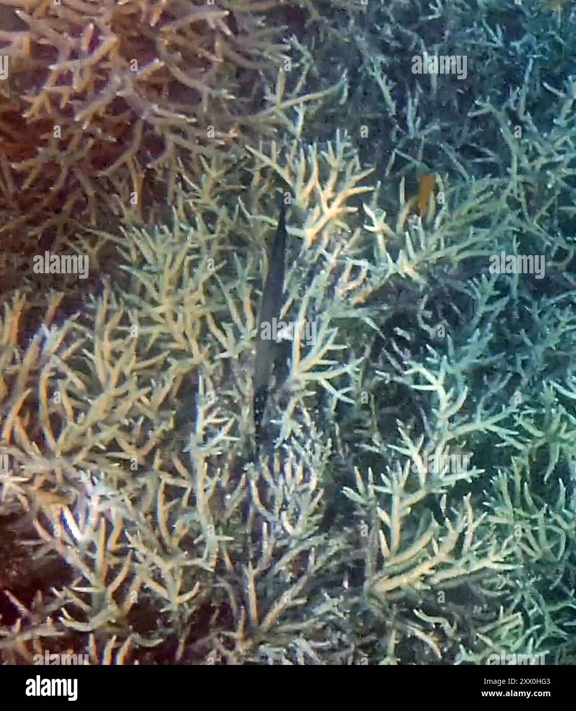 Pacific Trumpetfish (Aulostomus chinensis) Actinopterygii Stock Photo ...
