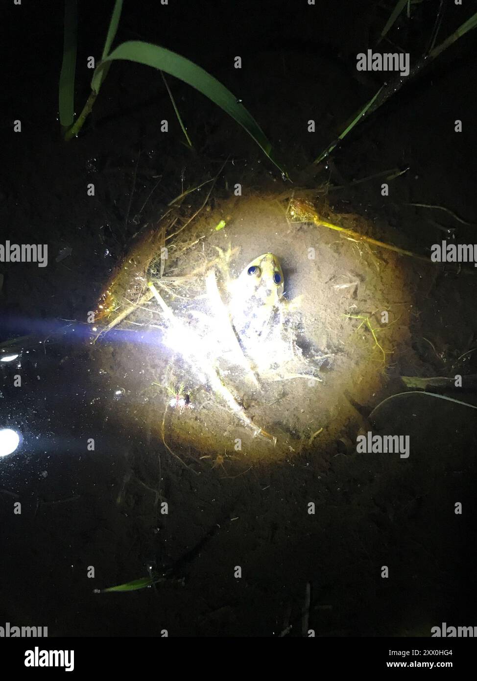 Lesser Swimming Frog (Pseudis minuta) Amphibia Stock Photo - Alamy