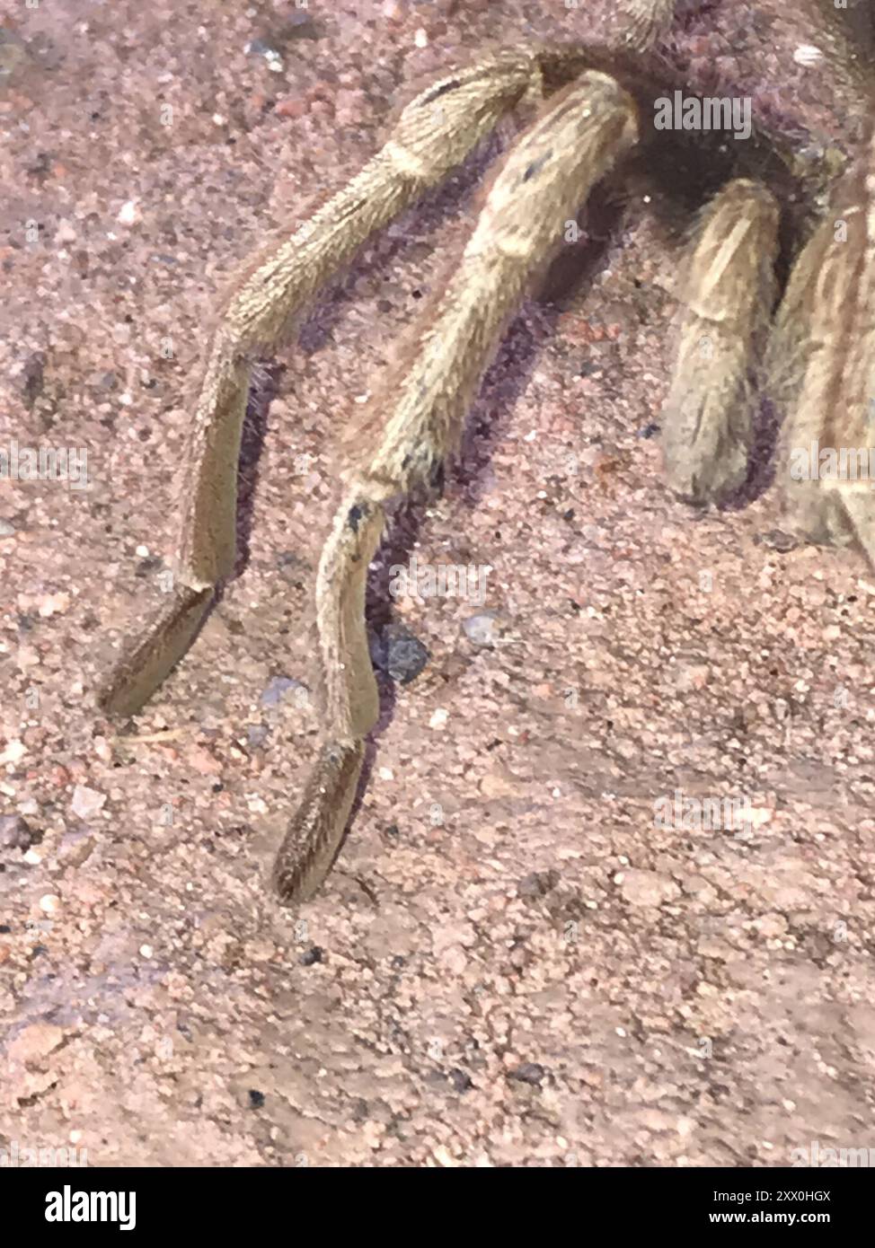Desert Blonde Tarantula (Aphonopelma chalcodes) Arachnida Stock Photo ...