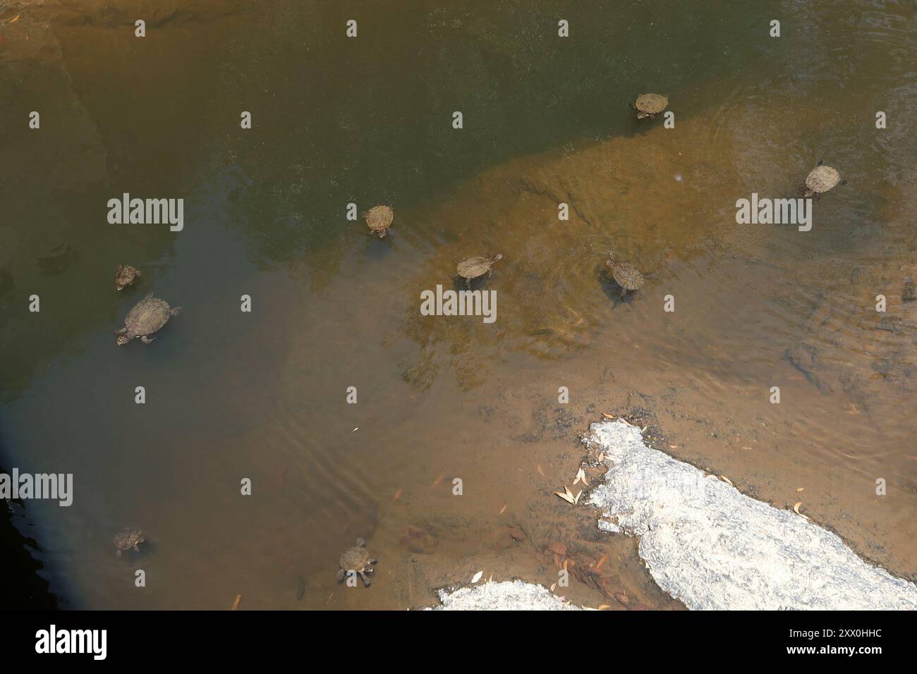 Myuchelys latisternum hi-res stock photography and images - Alamy