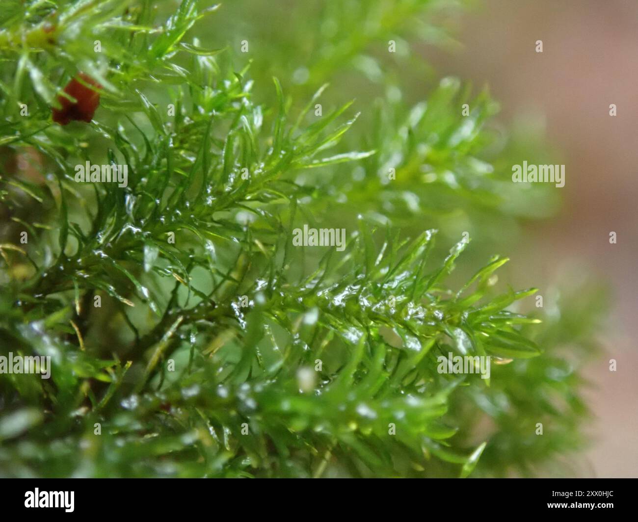 transparent fork-moss (Dichodontium pellucidum) Plantae Stock Photo - Alamy