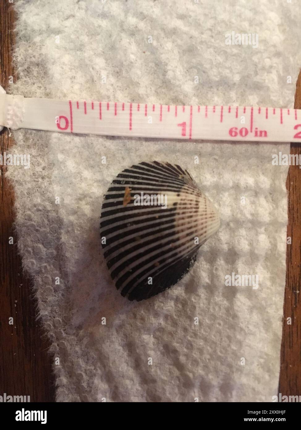 Ponderous Ark (Noetia ponderosa) Mollusca Stock Photo - Alamy