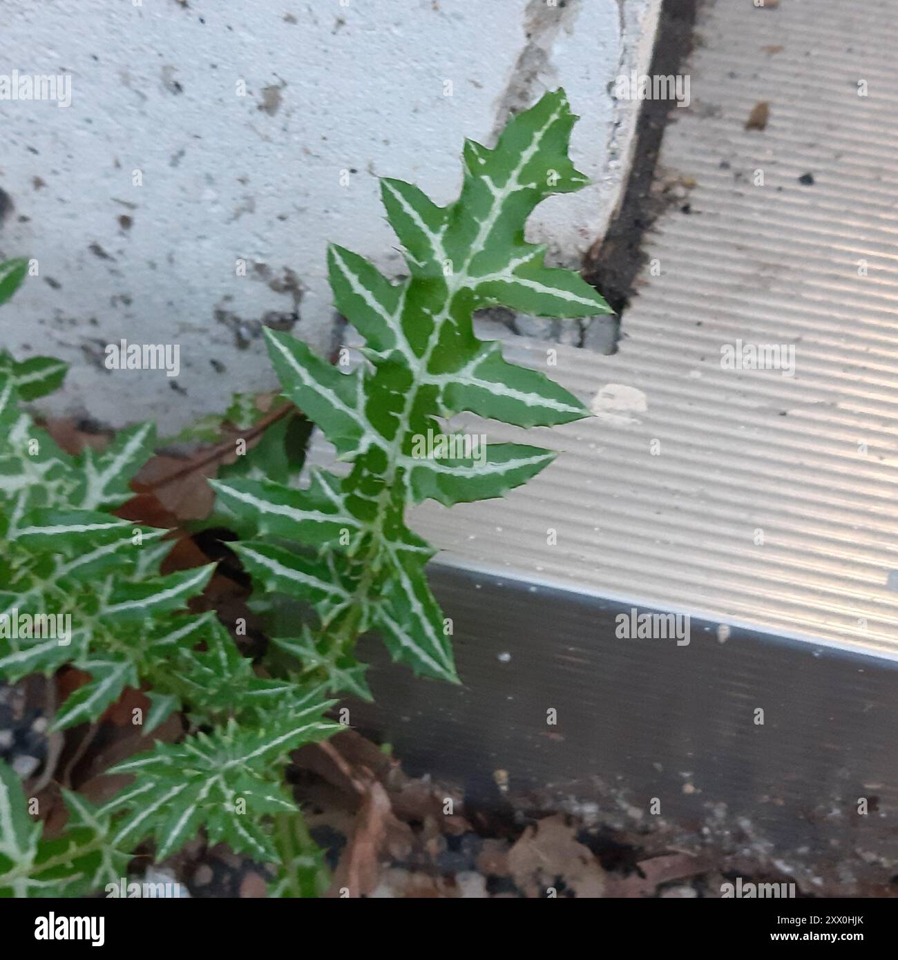 Boar Thistle (Galactites tomentosus) Plantae Stock Photo - Alamy