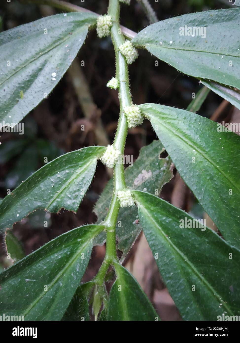 Large lineolate Elatostema (Elatostema lineolatum) Plantae Stock Photo ...