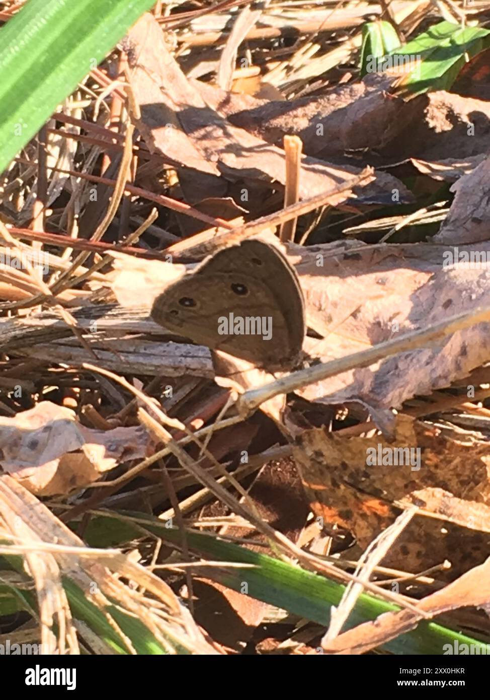 Carolina Satyr (Hermeuptychia sosybius) Insecta Stock Photo - Alamy
