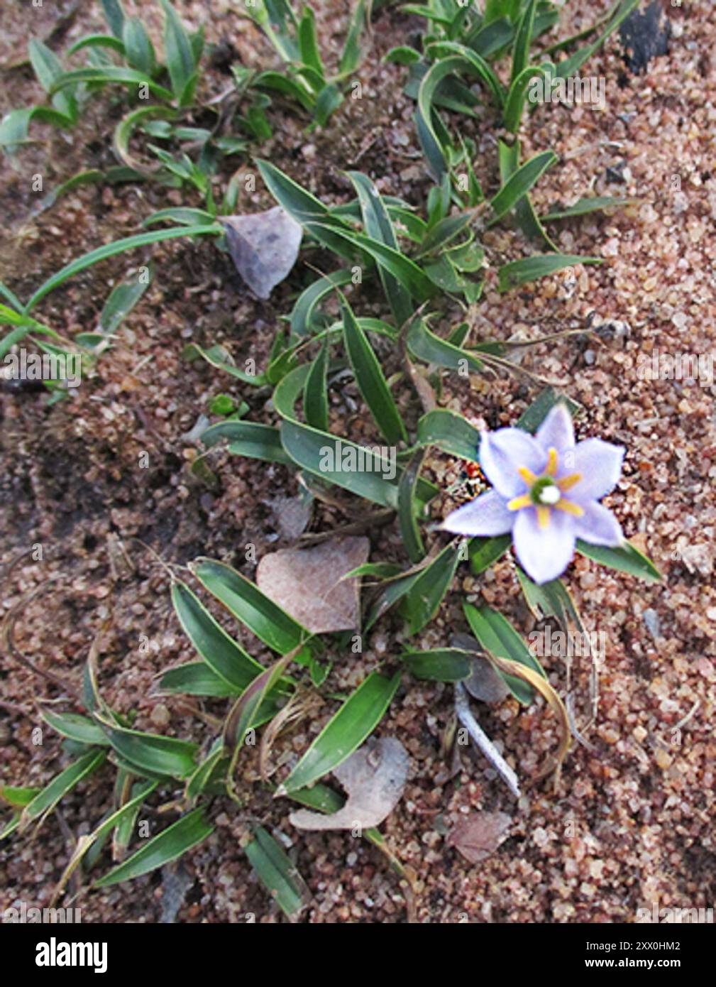 (Xerophyta humilis) Plantae Stock Photo - Alamy