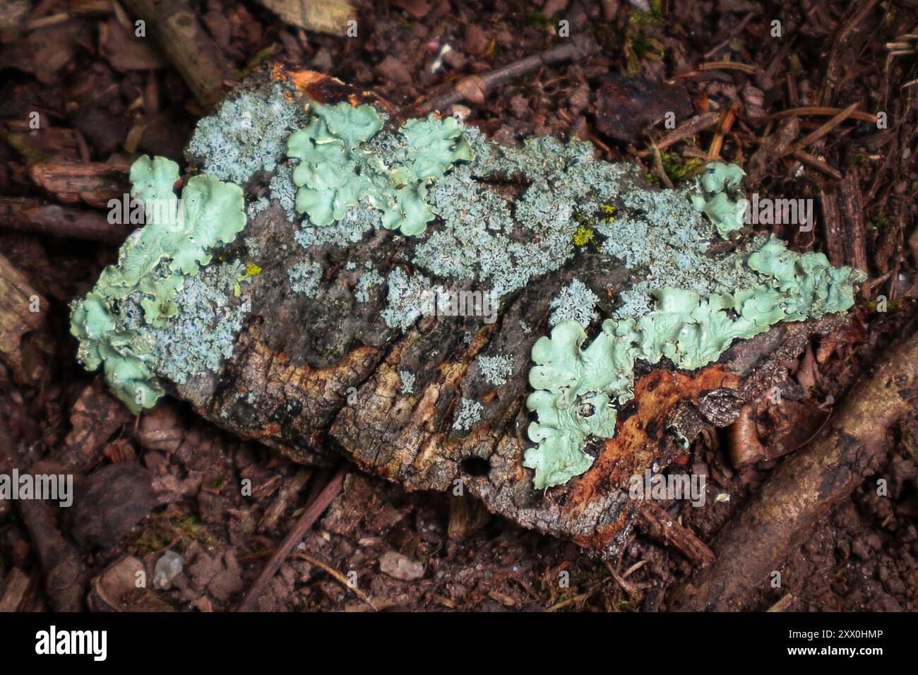 Blue green lichens hi-res stock photography and images - Alamy Blue green lichens hi-res stock photography and images - Alamy