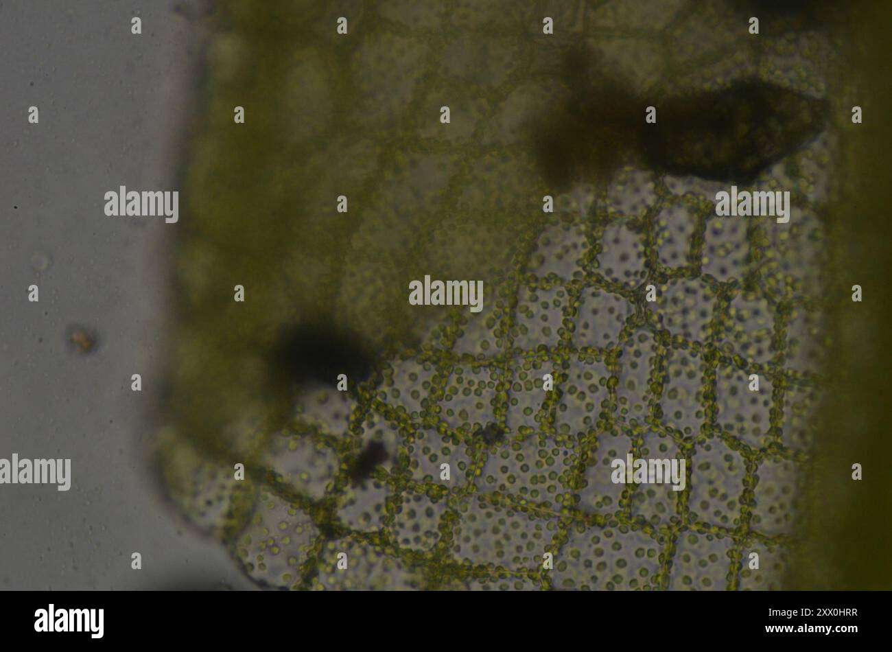 Sphaerocarpos hi-res stock photography and images - Alamy