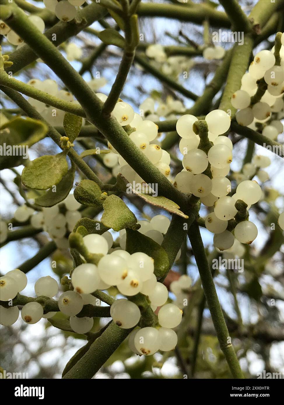 American Mistletoe (Phoradendron leucarpum) Plantae Stock Photo - Alamy
