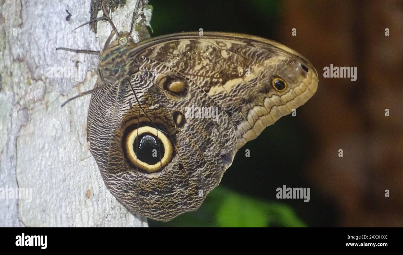 Pale Owl-Butterfly (Caligo telamonius) Insecta Stock Photo - Alamy