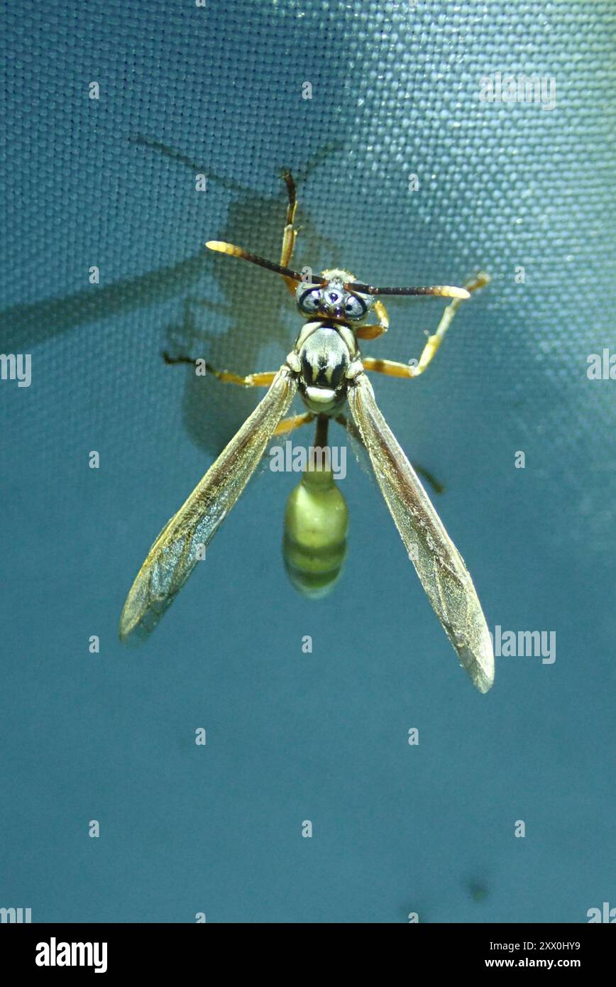 Central American Paper Wasp (Apoica pallens) Insecta Stock Photo - Alamy