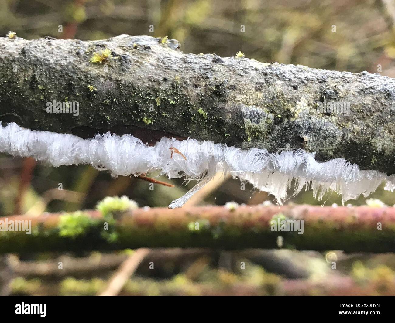 Hair Ice (Exidiopsis effusa) Fungi Stock Photo - Alamy