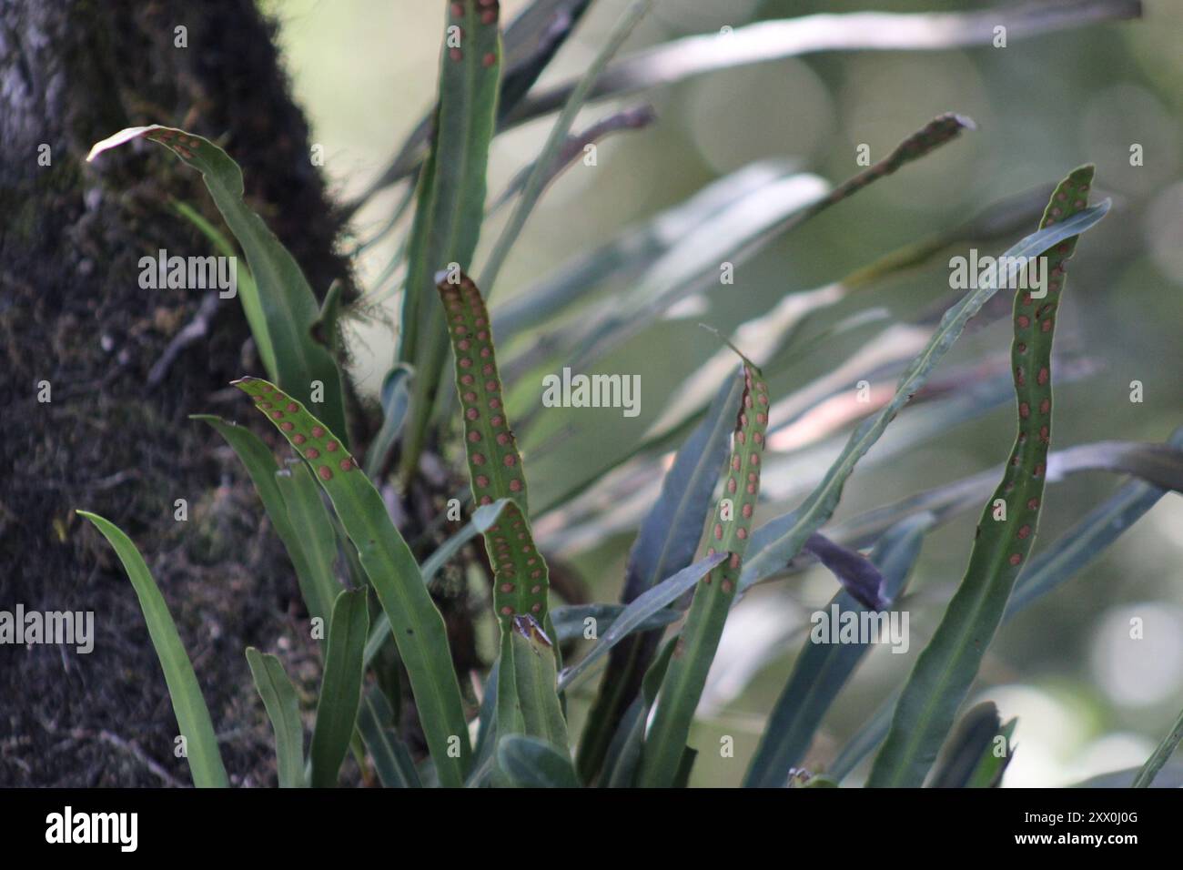 polypody family (Polypodiaceae) Plantae Stock Photo - Alamy