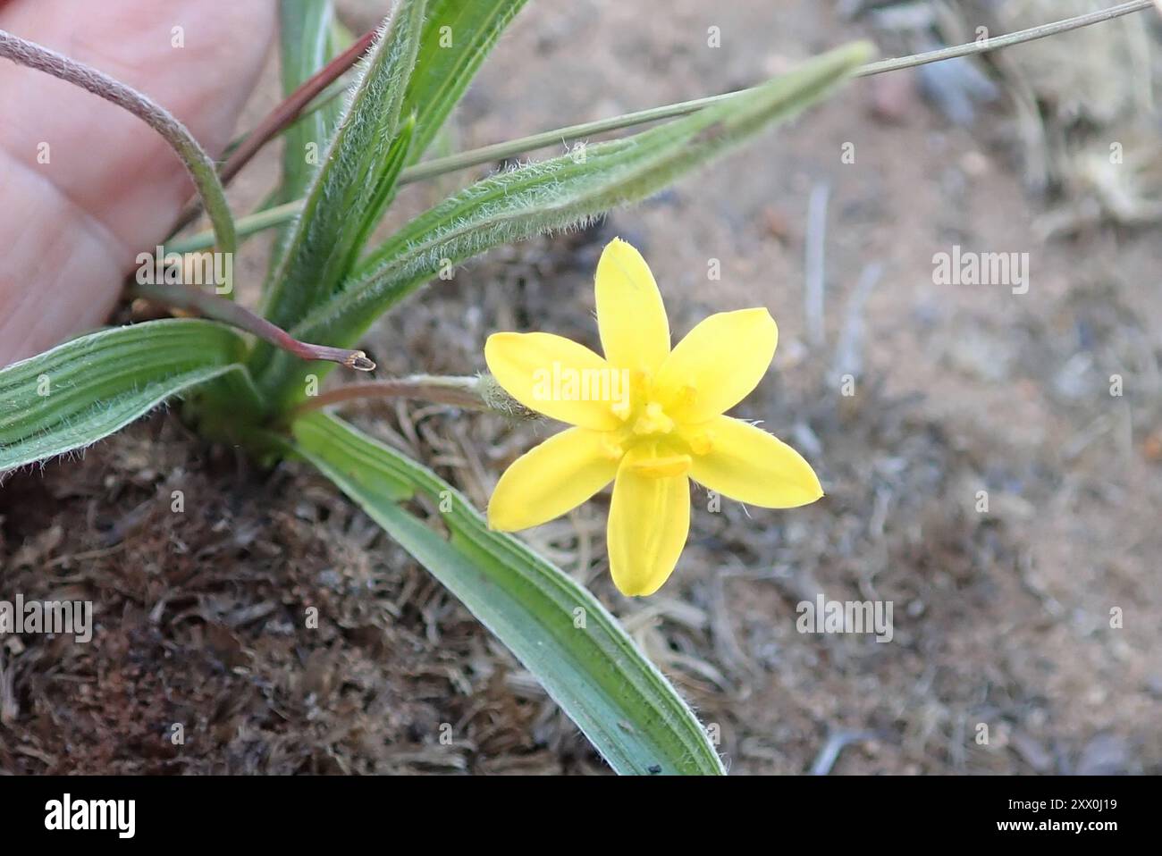 Narrow Stargrass (Hypoxis angustifolia) Plantae Stock Photo - Alamy
