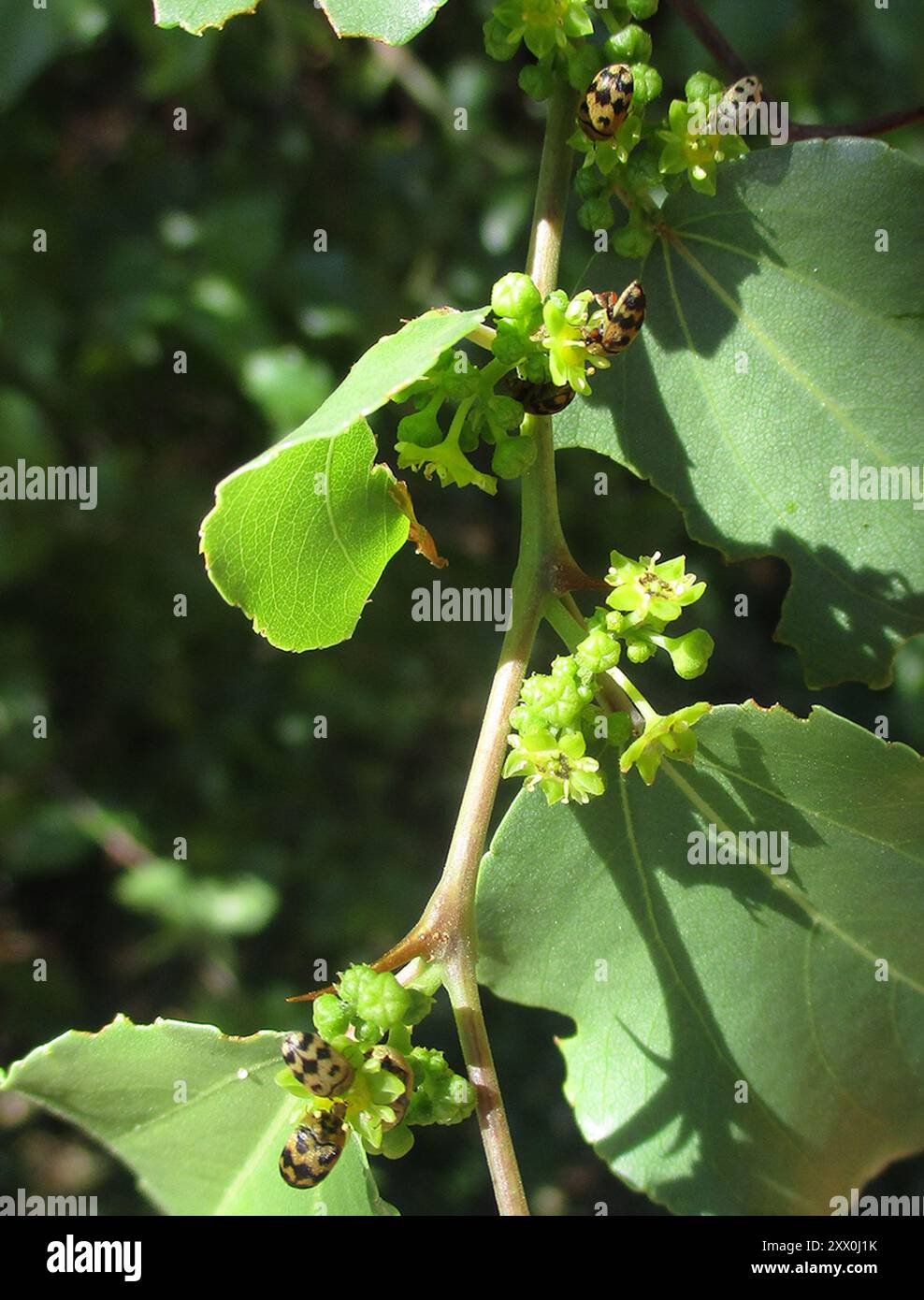 buffalo-thorn (Ziziphus mucronata) Plantae Stock Photo - Alamy