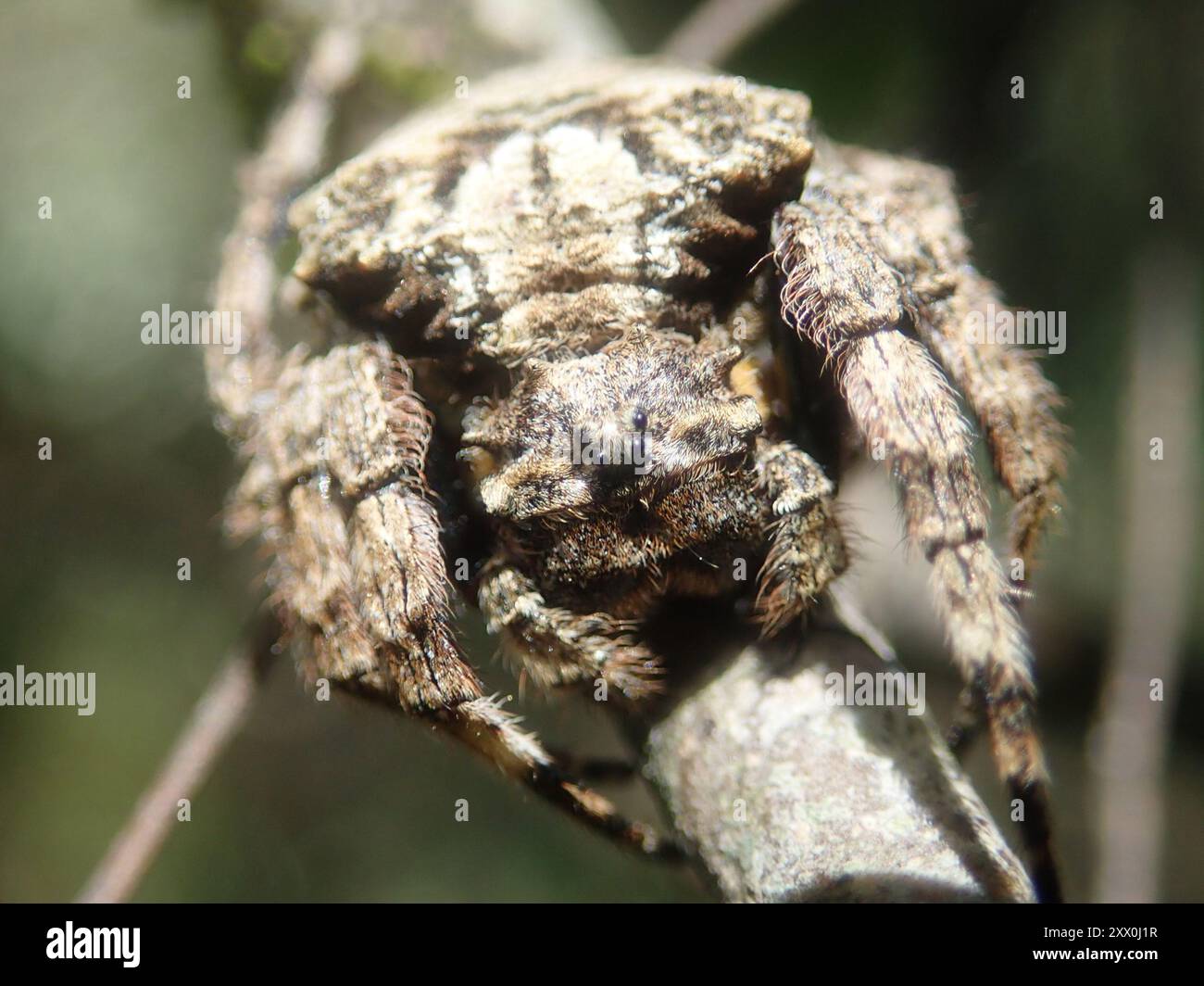 Bark Spiders (Caerostris) Arachnida Stock Photo - Alamy