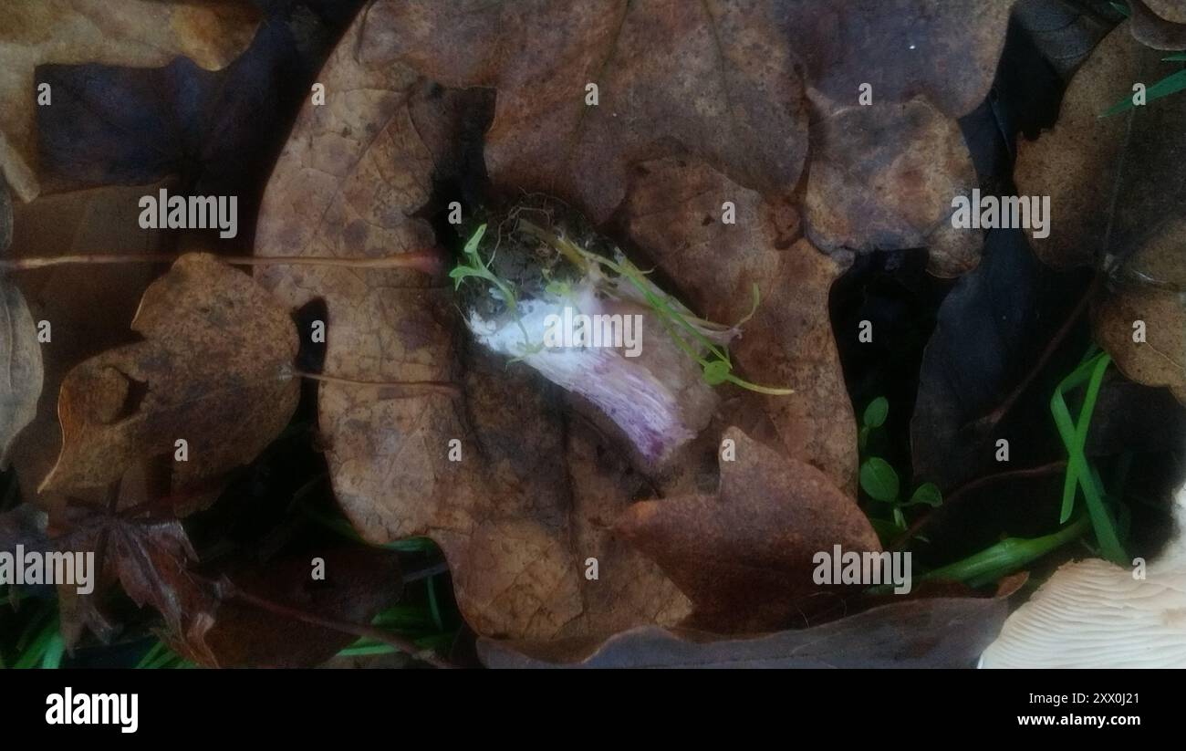 Field Blewit (Collybia personata) Fungi Stock Photo - Alamy