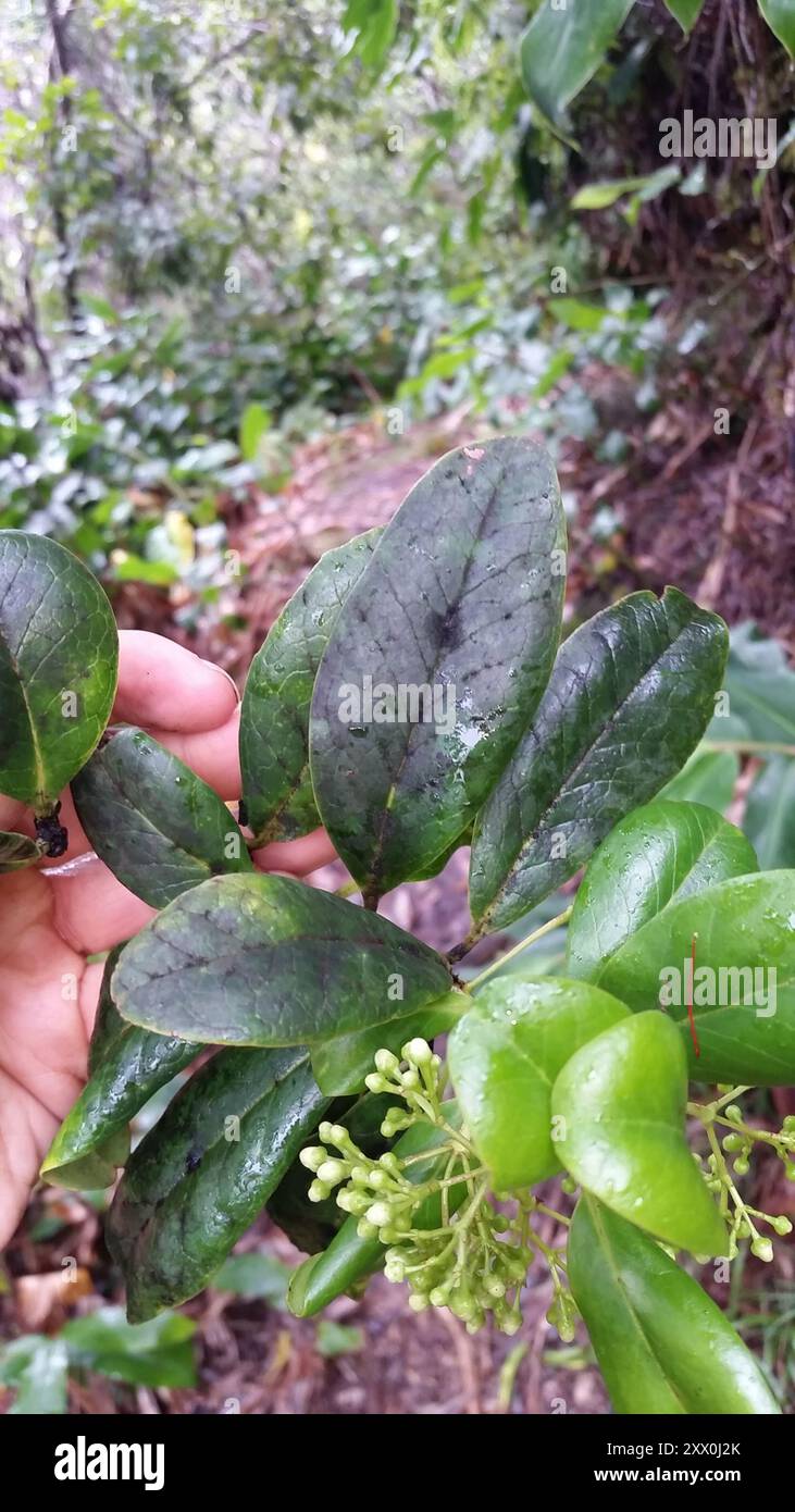 Ilex anomala hi-res stock photography and images - Alamy