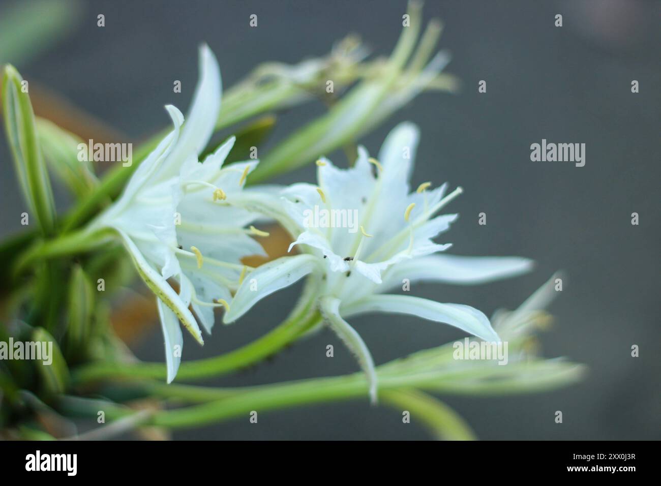 Sand lily or Sea daffodil closeup view. Pancratium maritimum, wild ...