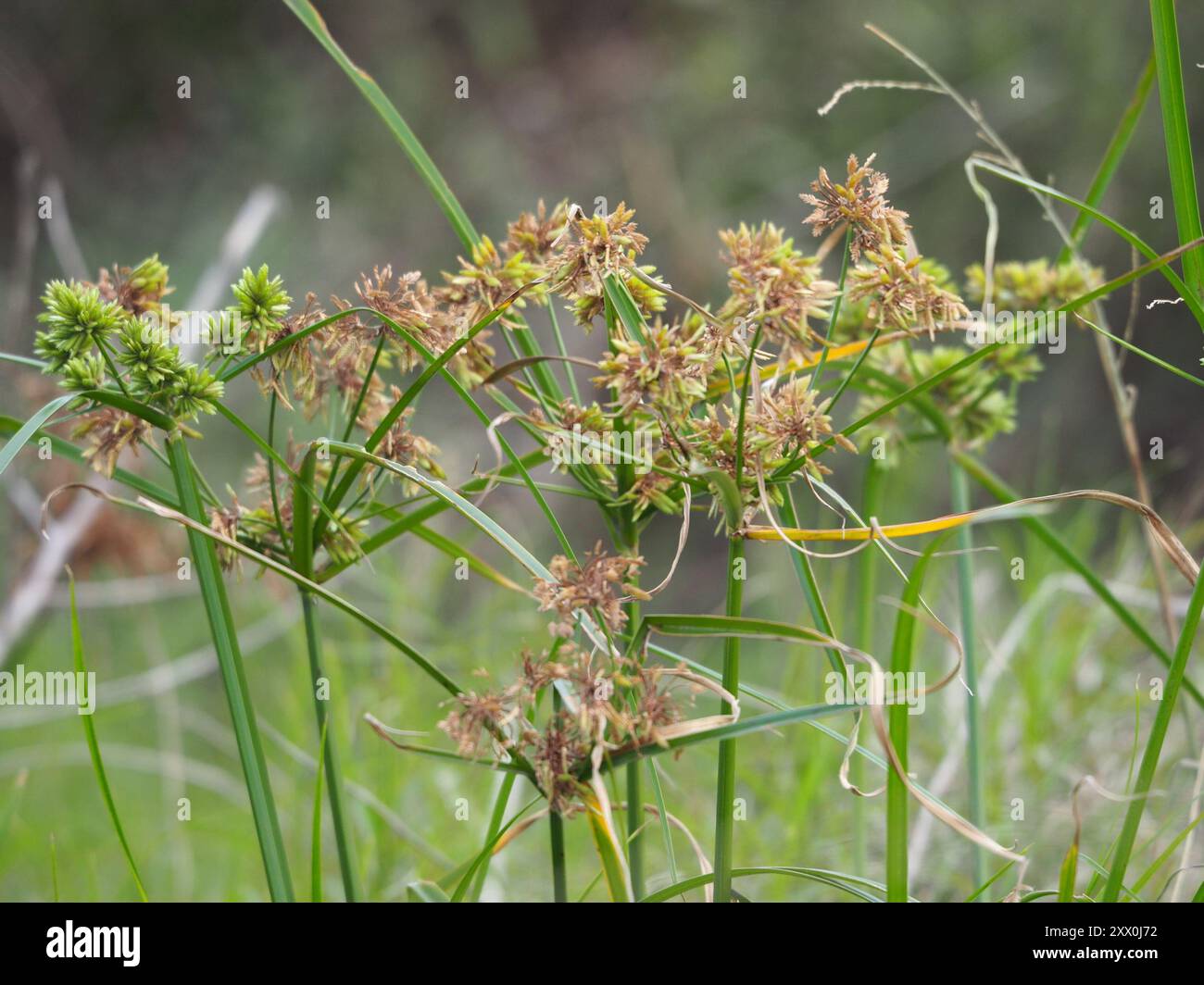 tall flatsedge (Cyperus eragrostis) Plantae Stock Photo - Alamy