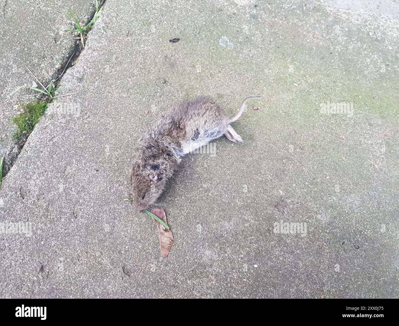 Voles, Lemmings, and Muskrats (Arvicolinae) Mammalia Stock Photo - Alamy