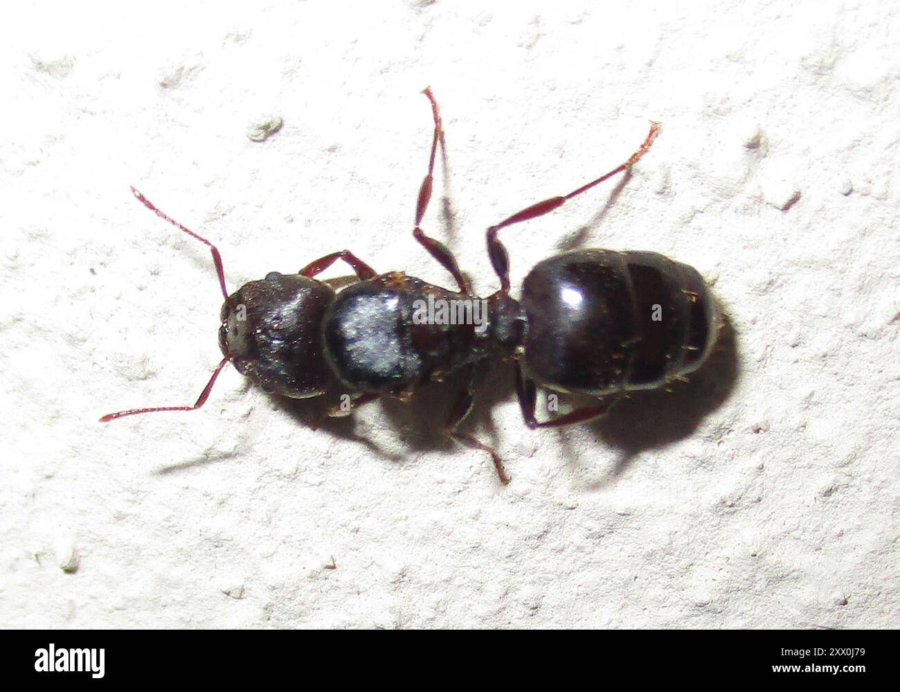 Thick-node House ant (Pheidole crassinoda) Insecta Stock Photo - Alamy