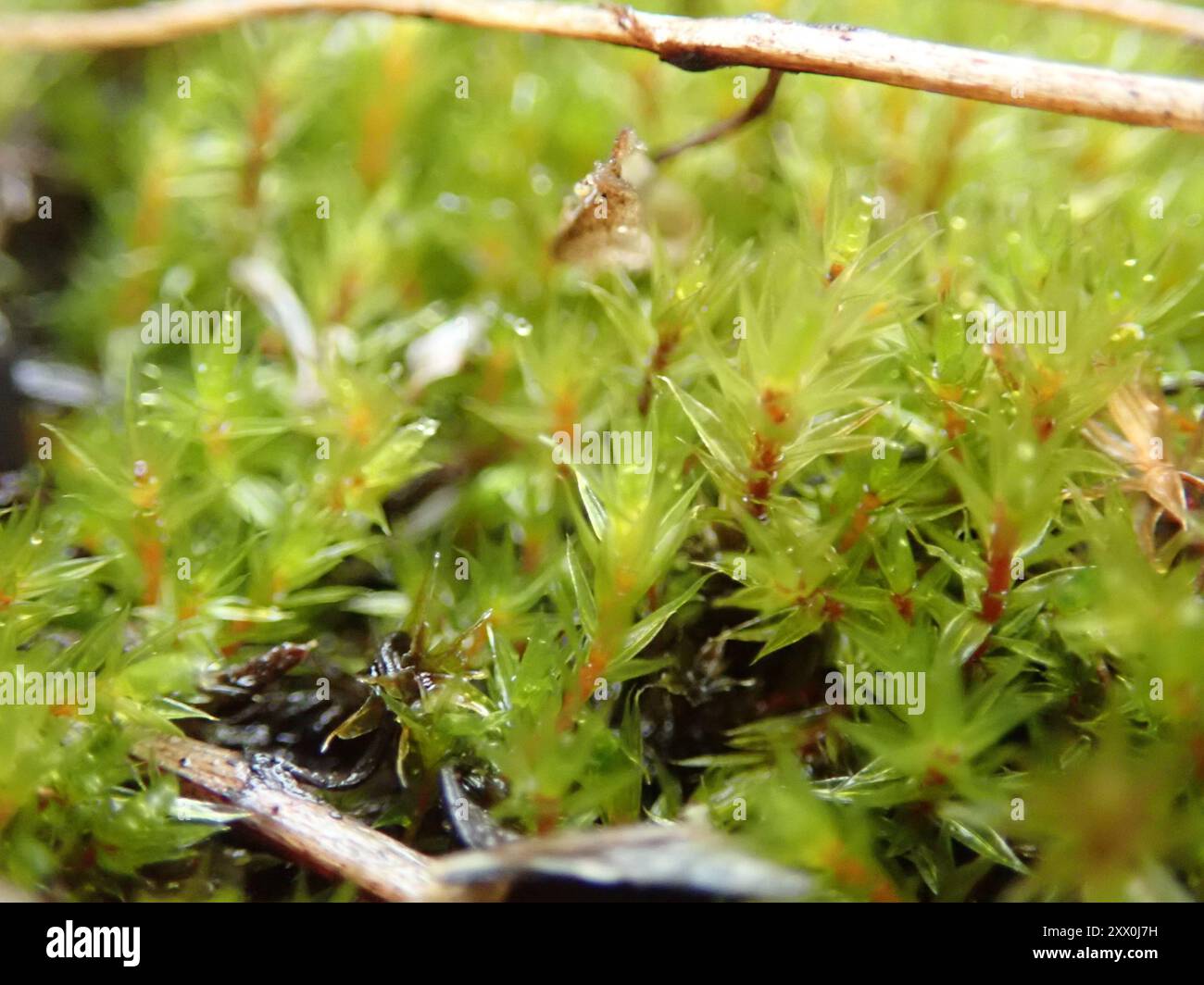 tall-clustered thread-moss (Ptychostomum pallescens) Plantae Stock ...