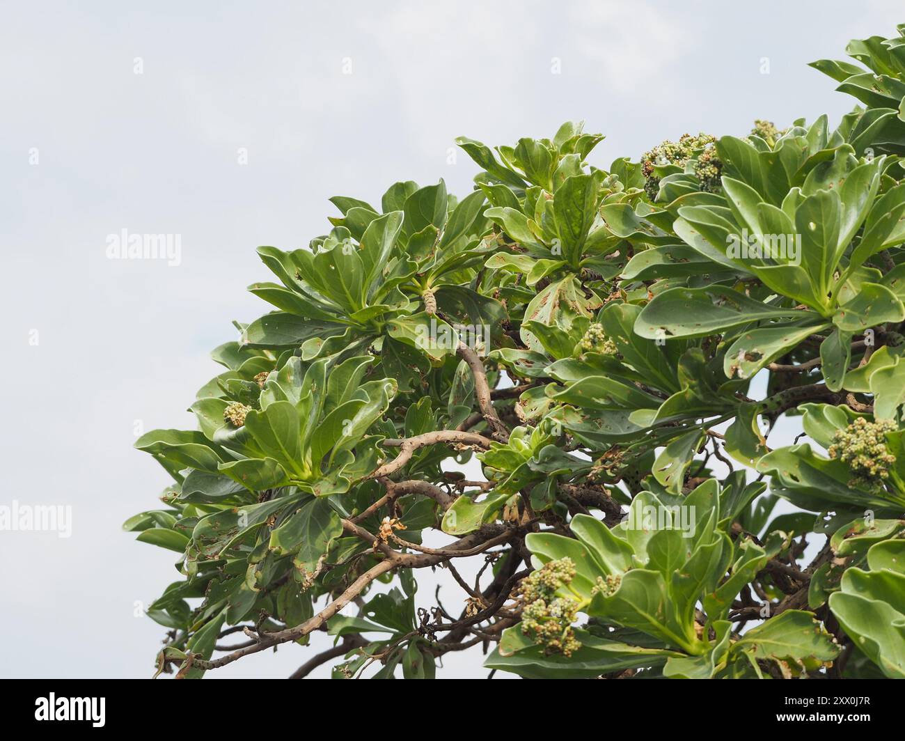 tree heliotrope (Heliotropium arboreum) Plantae Stock Photo - Alamy