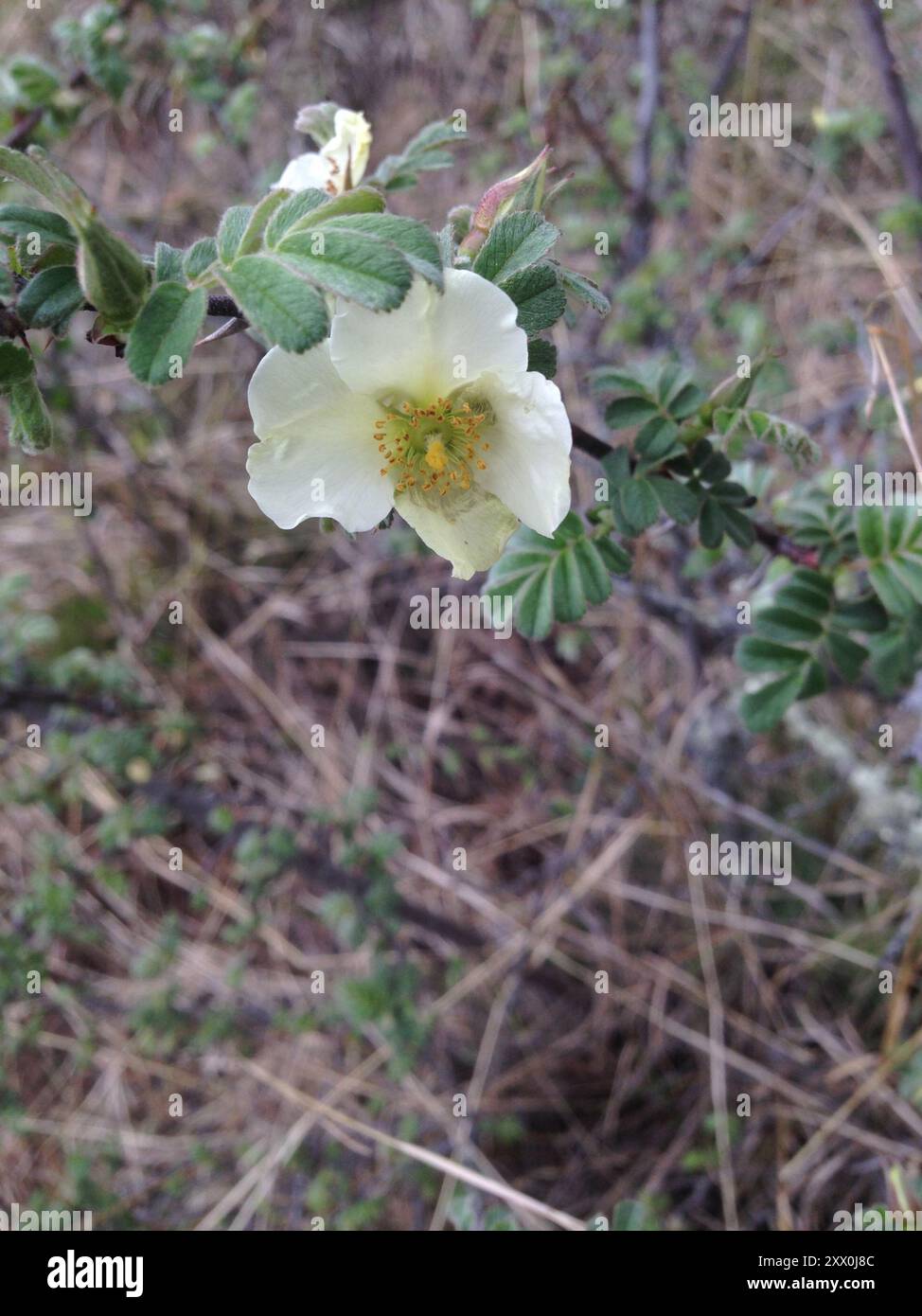 Silky Rose (Rosa sericea) Plantae Stock Photo - Alamy