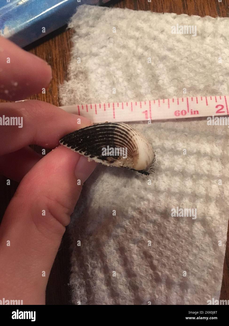 Ponderous Ark (Noetia ponderosa) Mollusca Stock Photo - Alamy