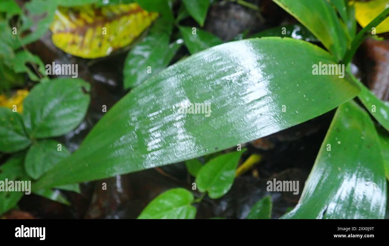 palmita (Xiphidium caeruleum) Plantae Stock Photo - Alamy
