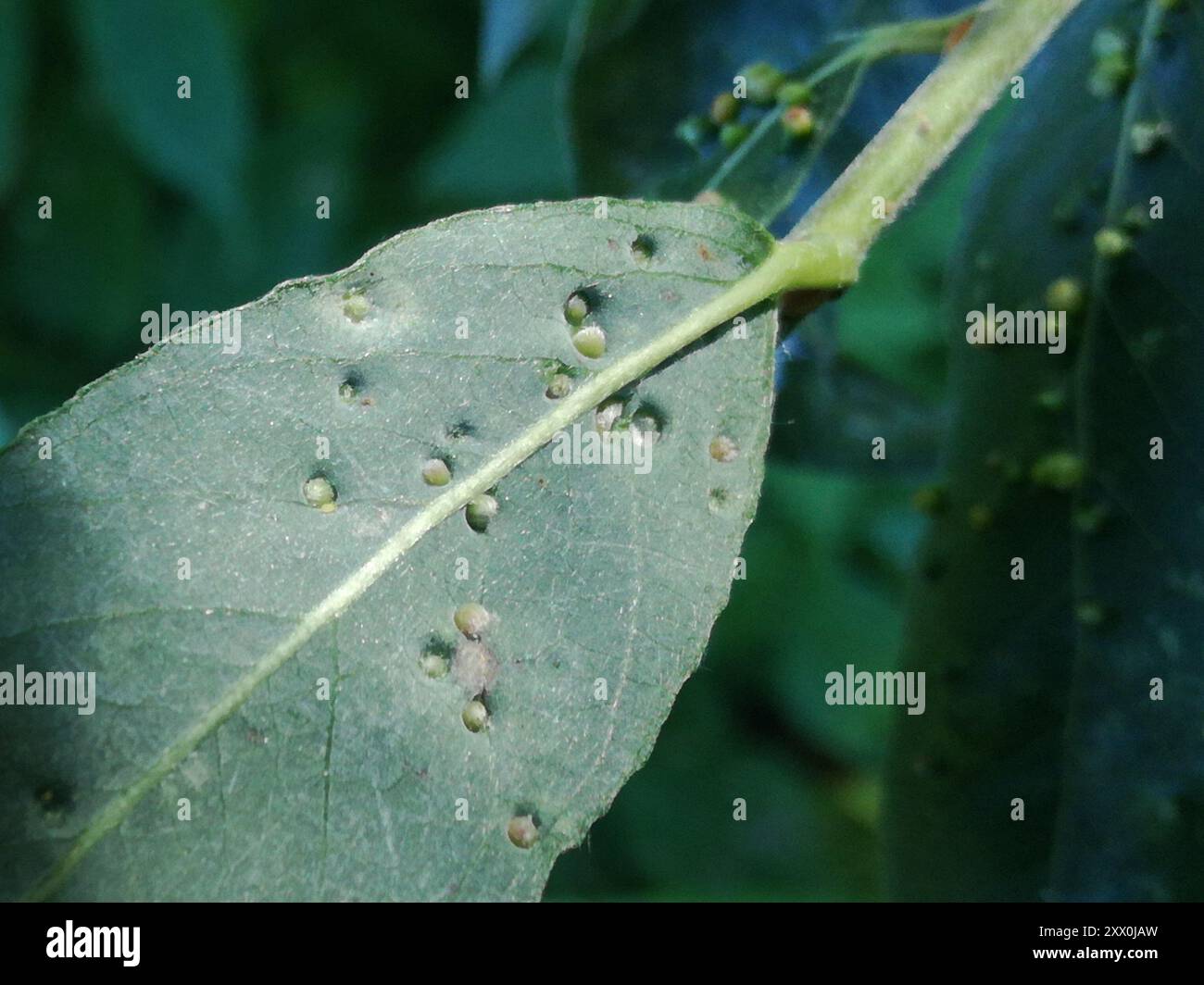 Willow Bead Gall Mite (Aculus tetanothrix) Arachnida Stock Photo - Alamy