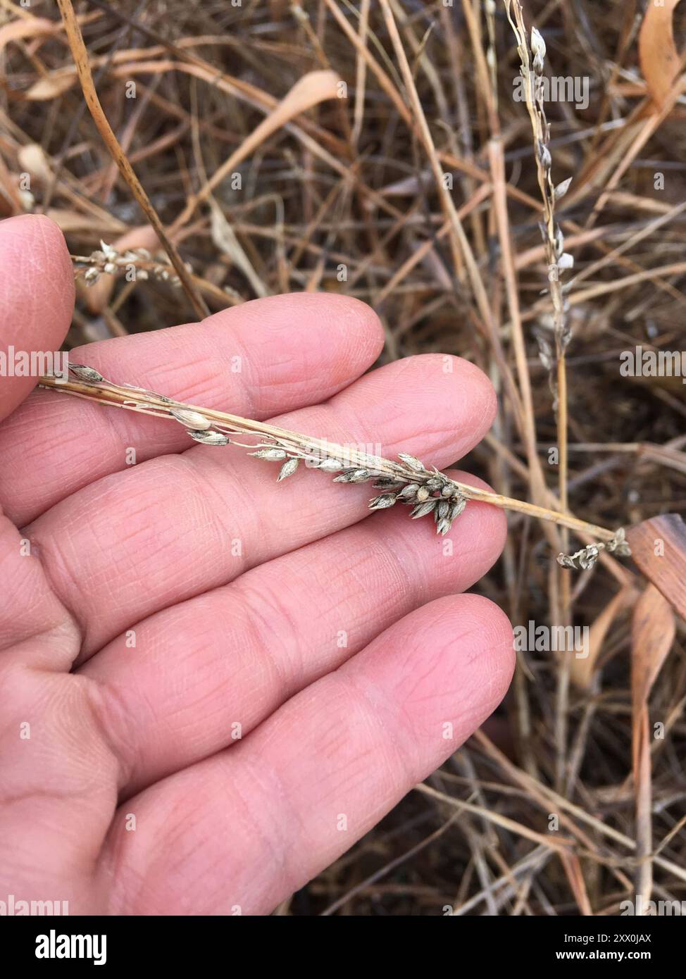 bristlegrasses, rosette grasses, barnyard grasses, and allies (Paniceae ...