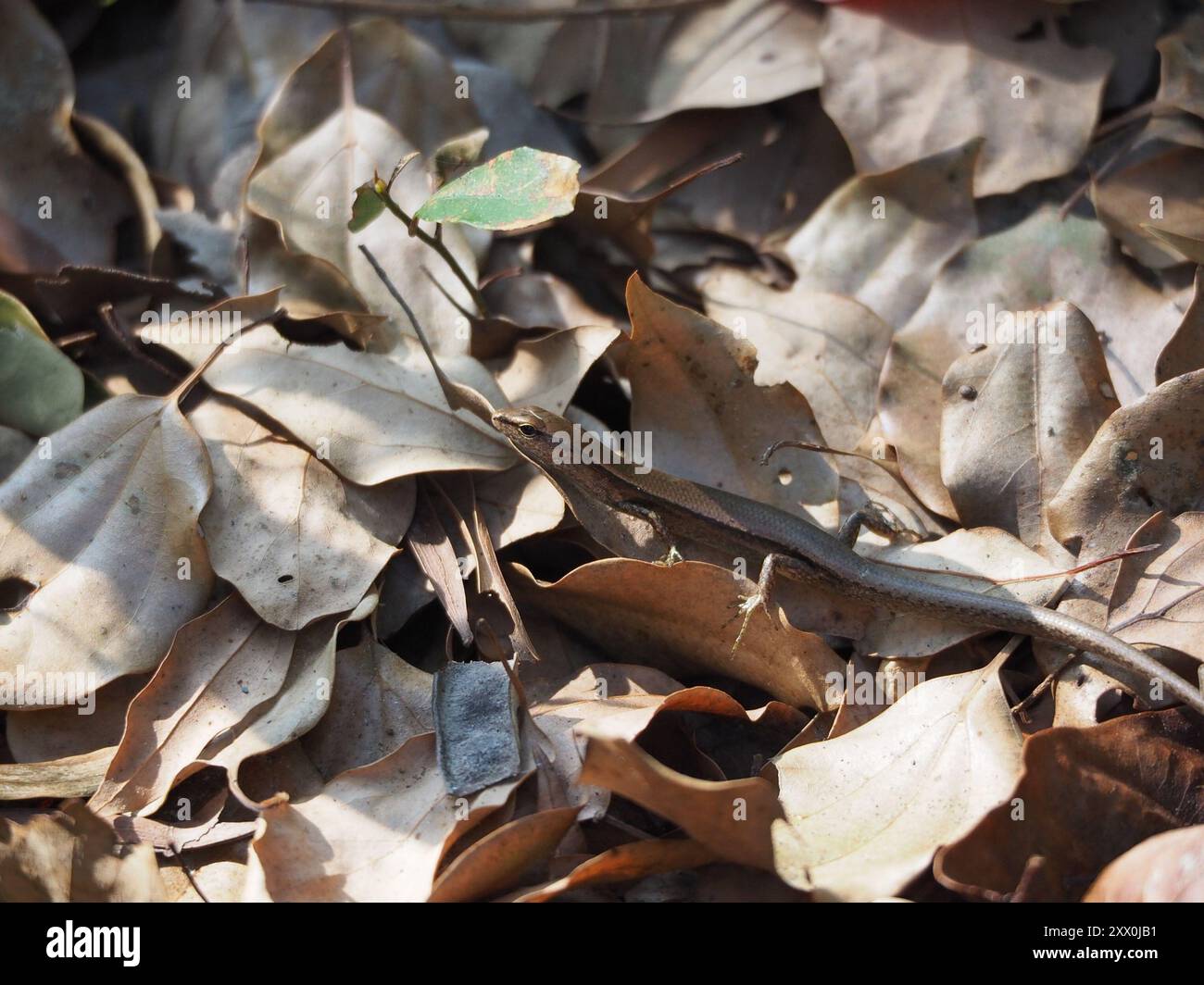 Van Denburgh's Ground Skink (Scincella formosensis) Reptilia Stock ...