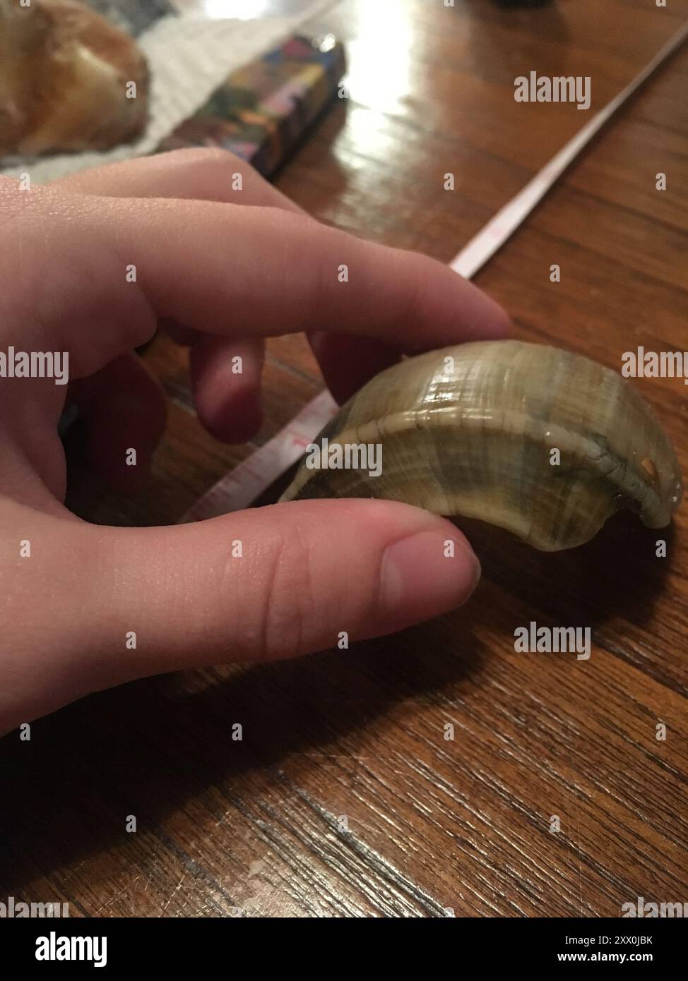 Channeled Whelk (Busycotypus canaliculatus) Mollusca Stock Photo - Alamy