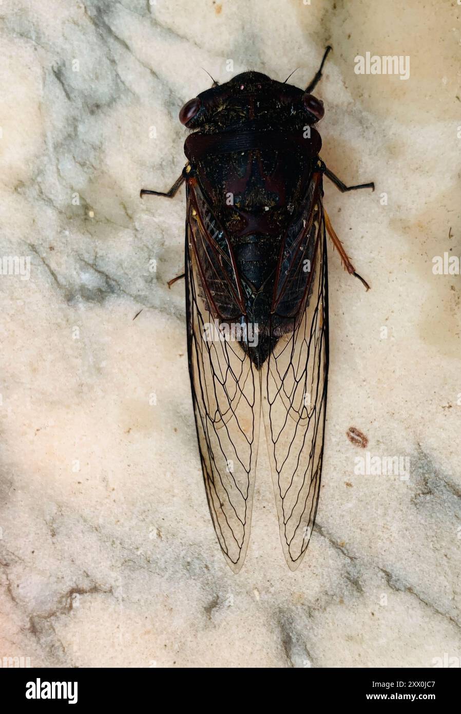 Black Prince (Psaltoda plaga) Insecta Stock Photo - Alamy