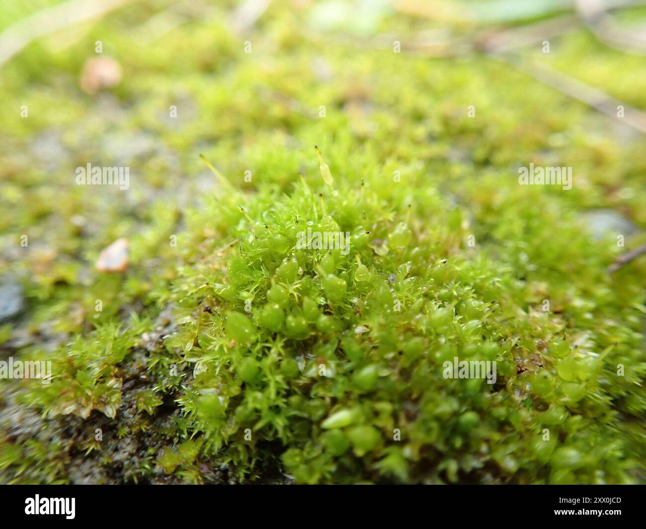 Bonfire moss (Funaria hygrometrica) Plantae Stock Photo - Alamy