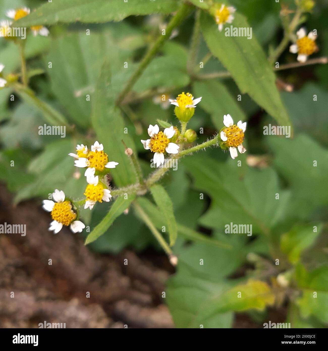 shaggy soldier (Galinsoga quadriradiata) Plantae Stock Photo - Alamy