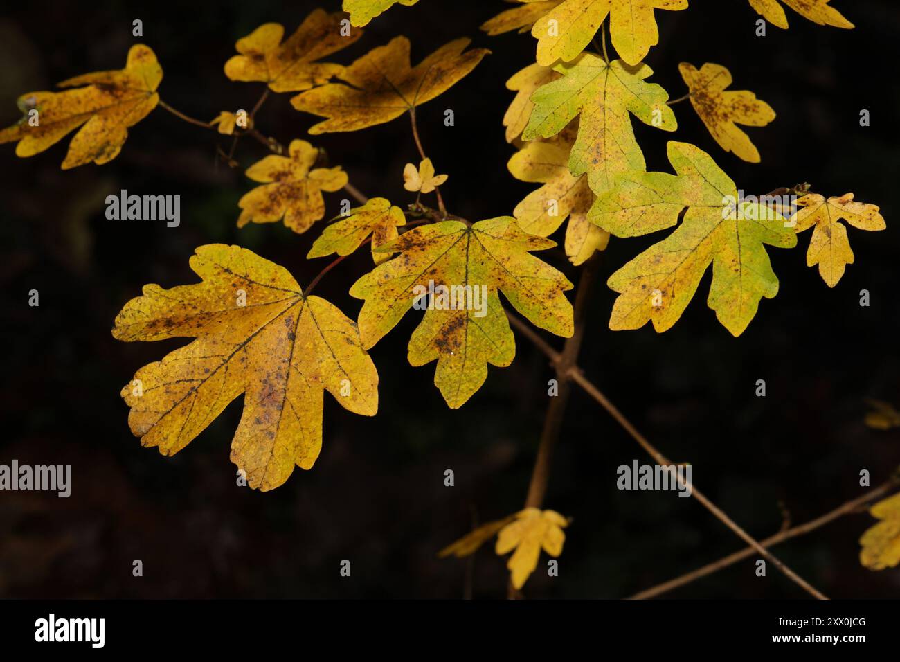 field maple (Acer campestre) Plantae Stock Photo - Alamy
