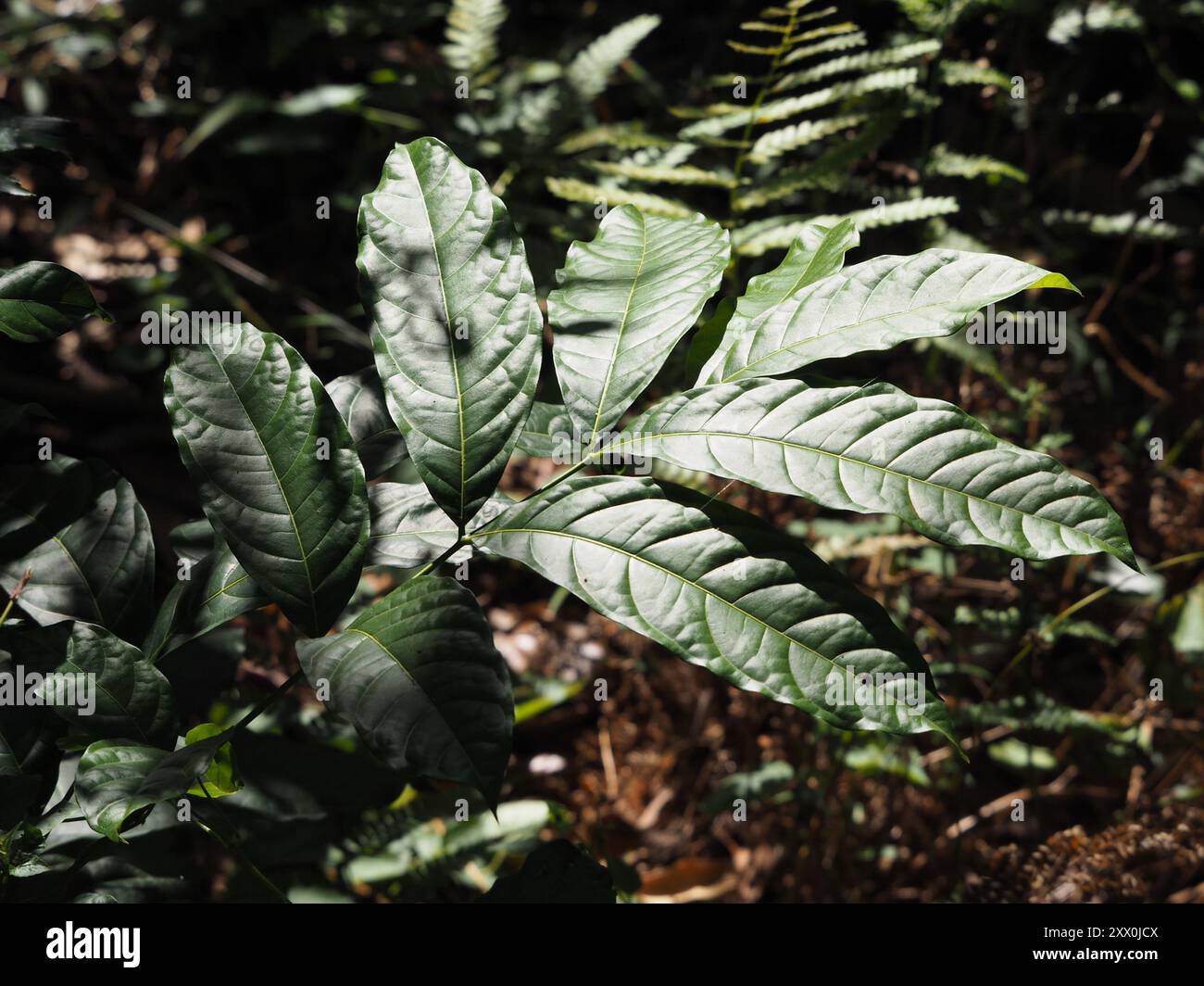 Big-leaf Mahogany (Swietenia macrophylla) Plantae Stock Photo - Alamy