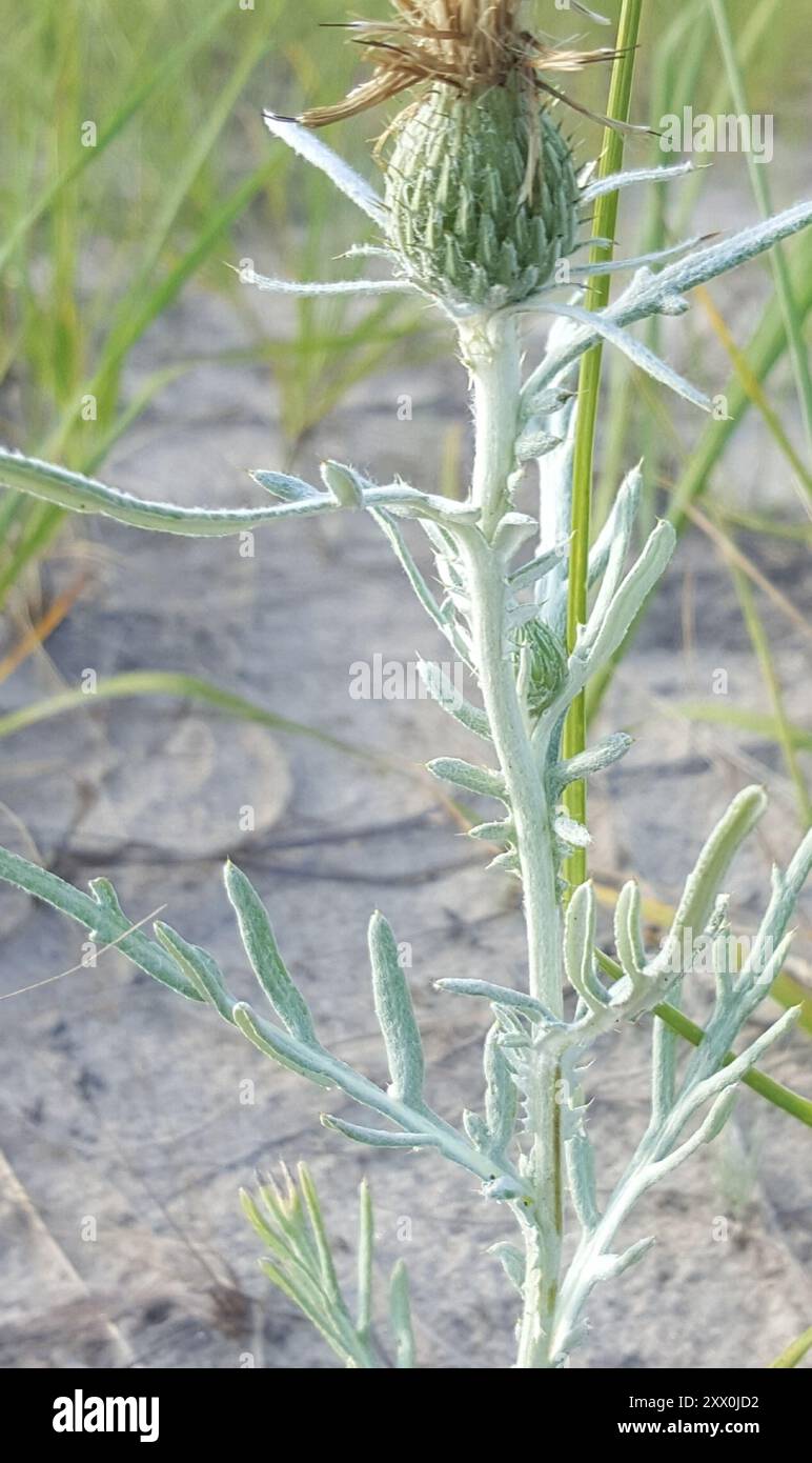 Pitcher's thistle (Cirsium pitcheri) Plantae Stock Photo - Alamy