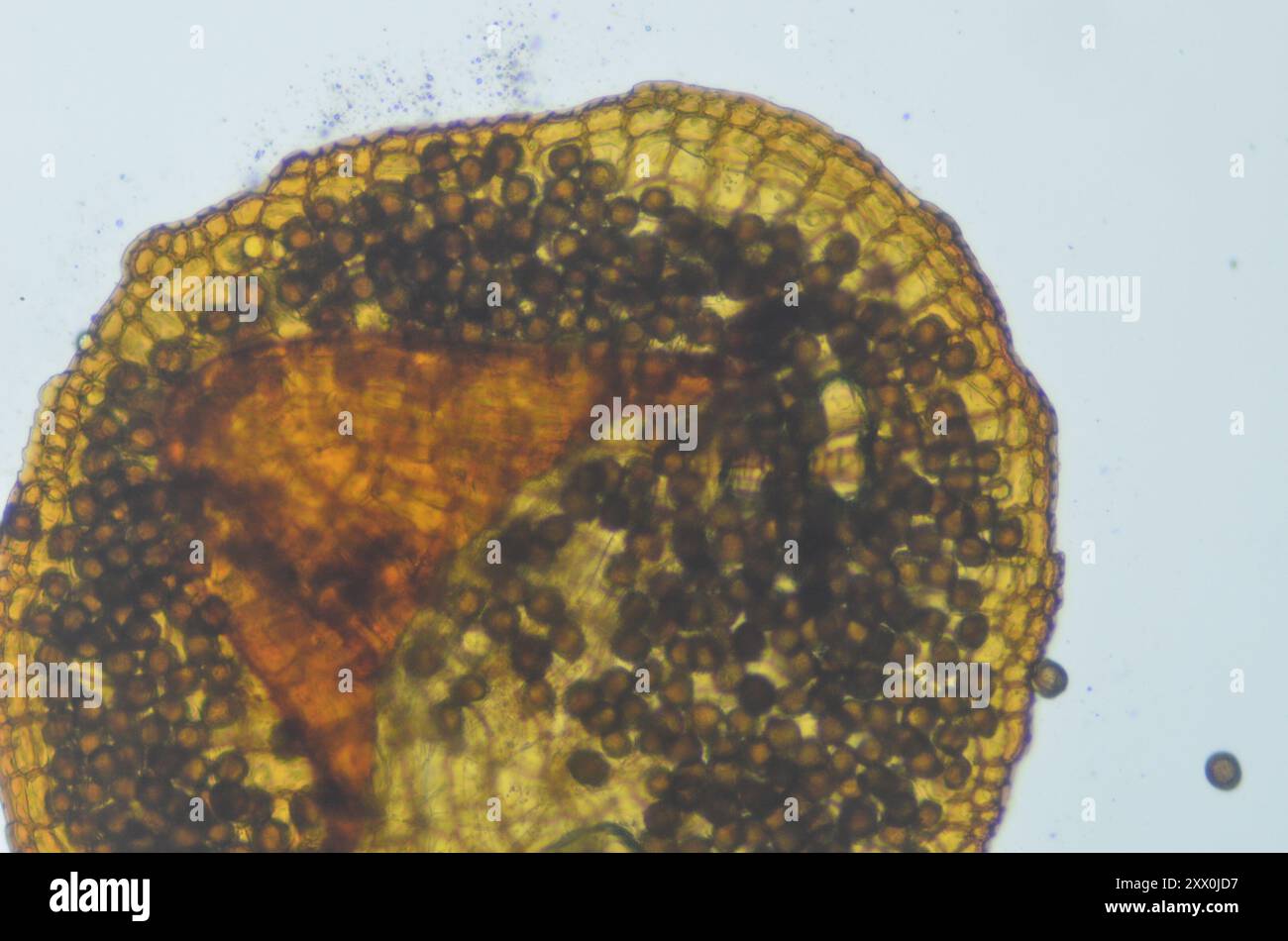 Common Pottia (Tortula truncata) Plantae Stock Photo - Alamy