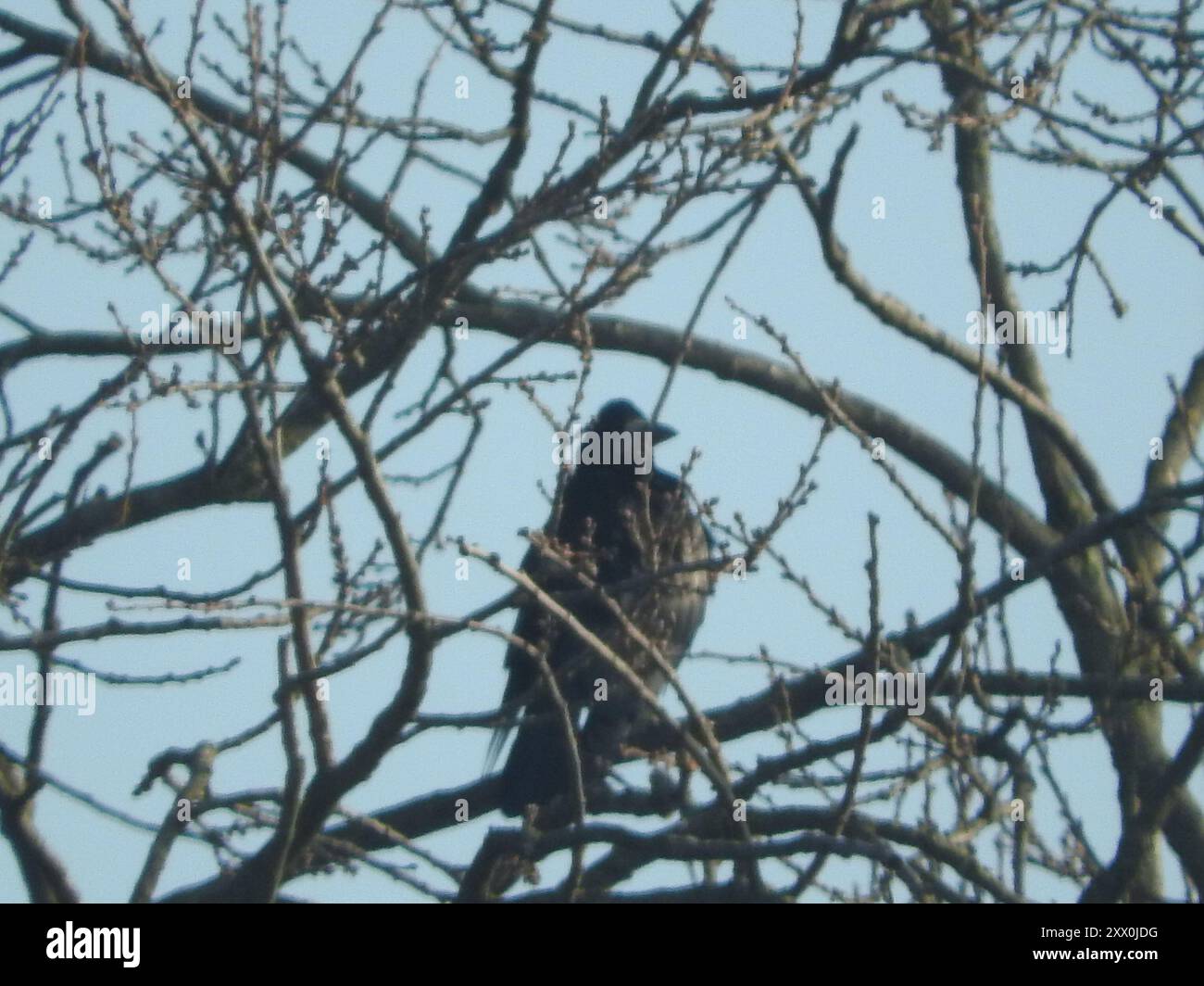 Rook (Corvus frugilegus) Aves Stock Photo - Alamy